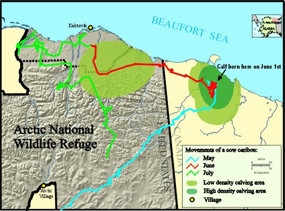 Alaska Caribou Migration Map